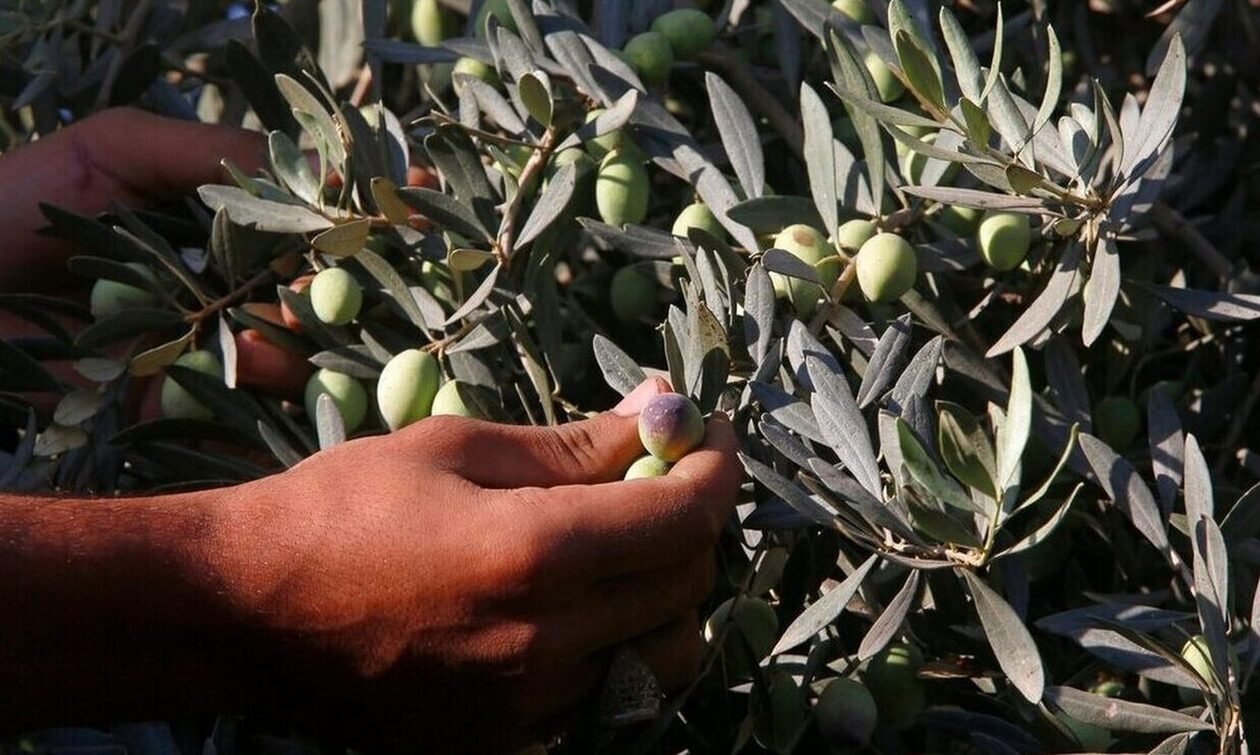 Ελαιόλαδο: Τα σενάρια για την τιμή του και η λύση του μικροτσίπ για να ...